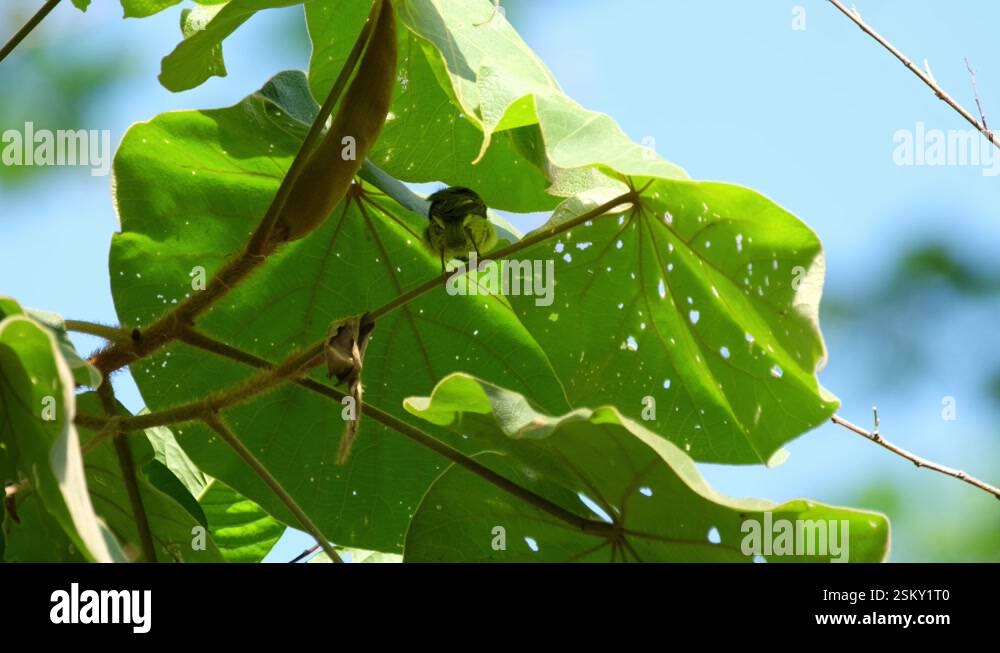 Seen perched on a twig under broad leaves during a hot summer day ...