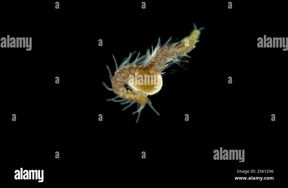 Female polychaete worm Myrianida prolifera under microscope, family ...