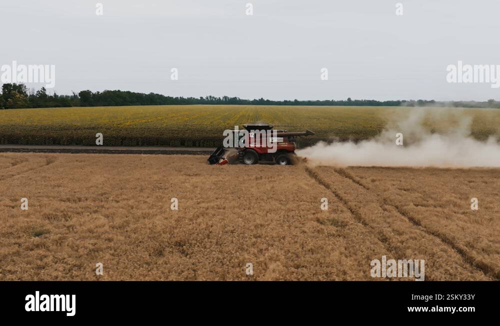 Grain harvester at work. Combine harvester with straw chopper works in ...