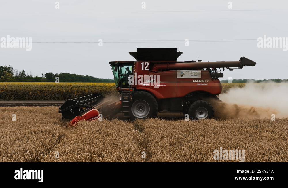 Grain harvester at work. Combine harvester with straw chopper works in ...