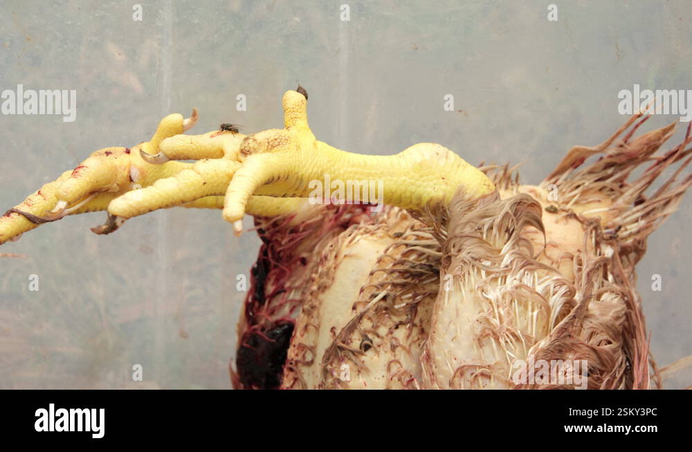 Close up of chicken feet after poultry being butchered and scalded in ...