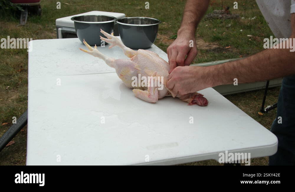 Hand processing butchered and plucked chicken making incisions and ...
