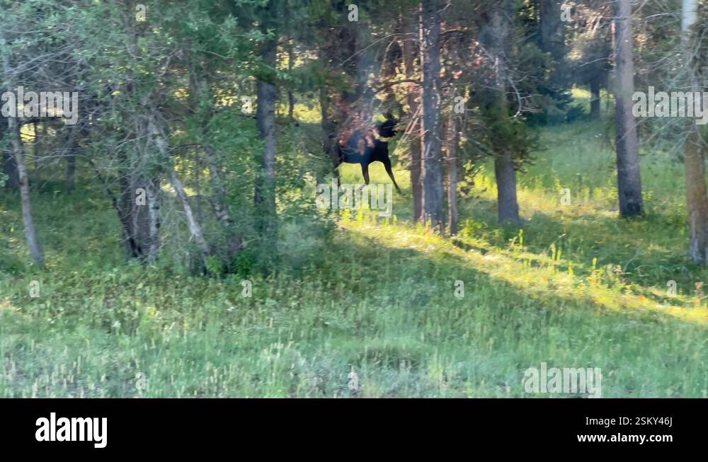 Mom and Calf Moose on the side of the road running into the woods in ...