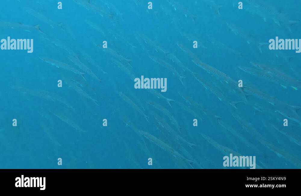 Fish top view swimming Stock Videos & Footage - HD and 4K Video Clips ...