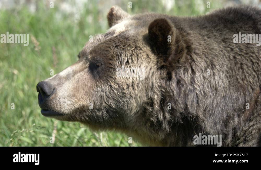 North american grizzly bear Stock Videos & Footage - HD and 4K Video ...