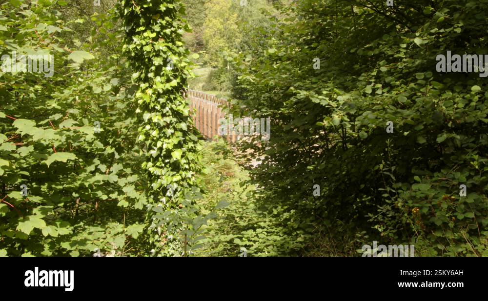 River bridge over trees in Stock Videos & Footage - HD and 4K Video ...