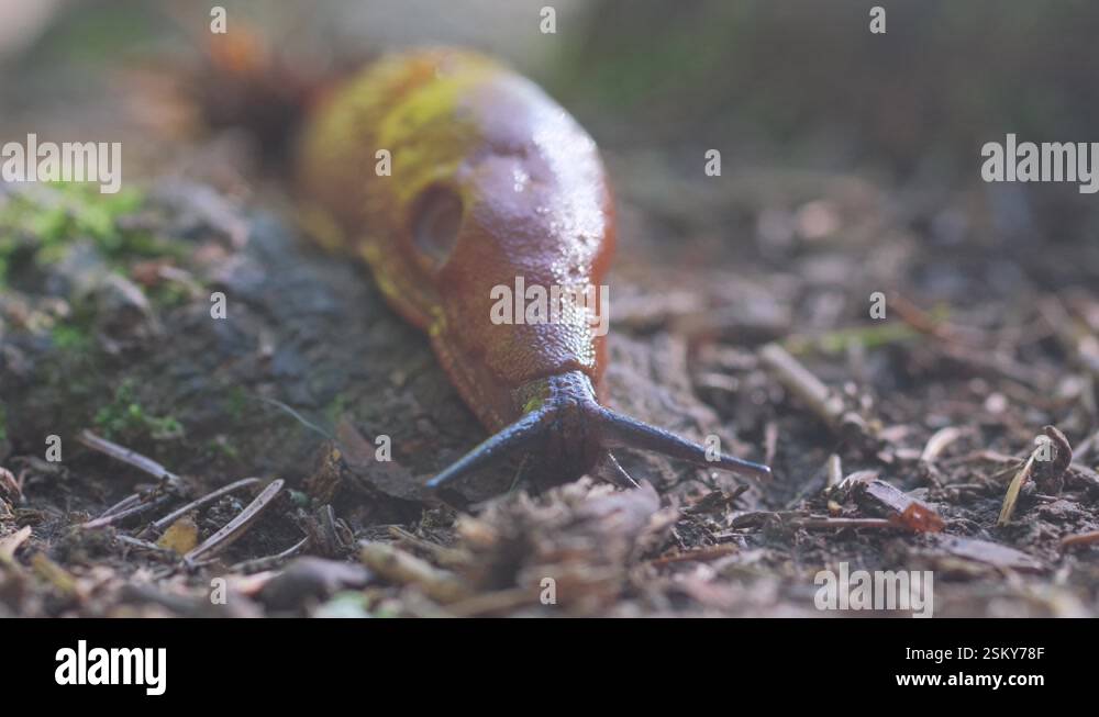 Spanish slug, Latin name Arion lusitanicus, is a species of air ...