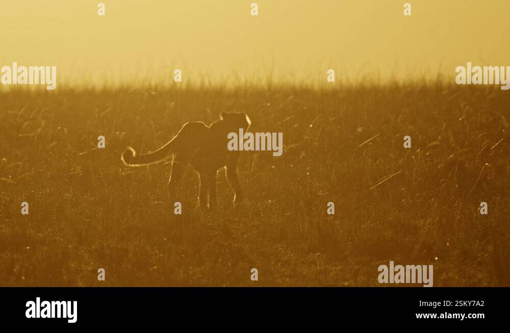 Slow Motion of Cheetah at Sunset, Africa Wildlife Safari Animals in ...