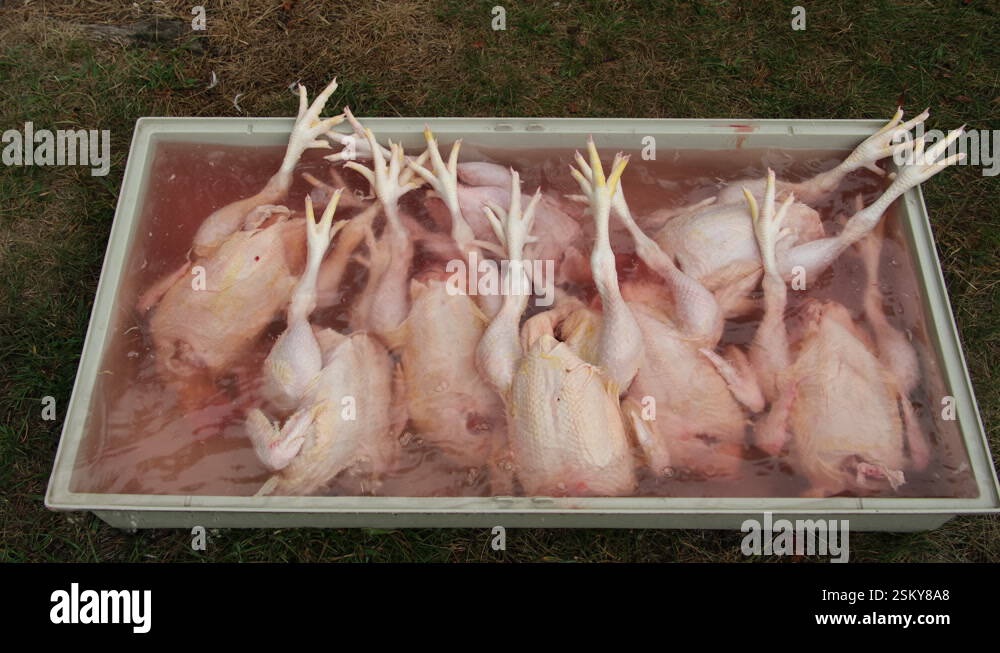 Freshly butchered and plucked and gutted broiler placed in container of ...