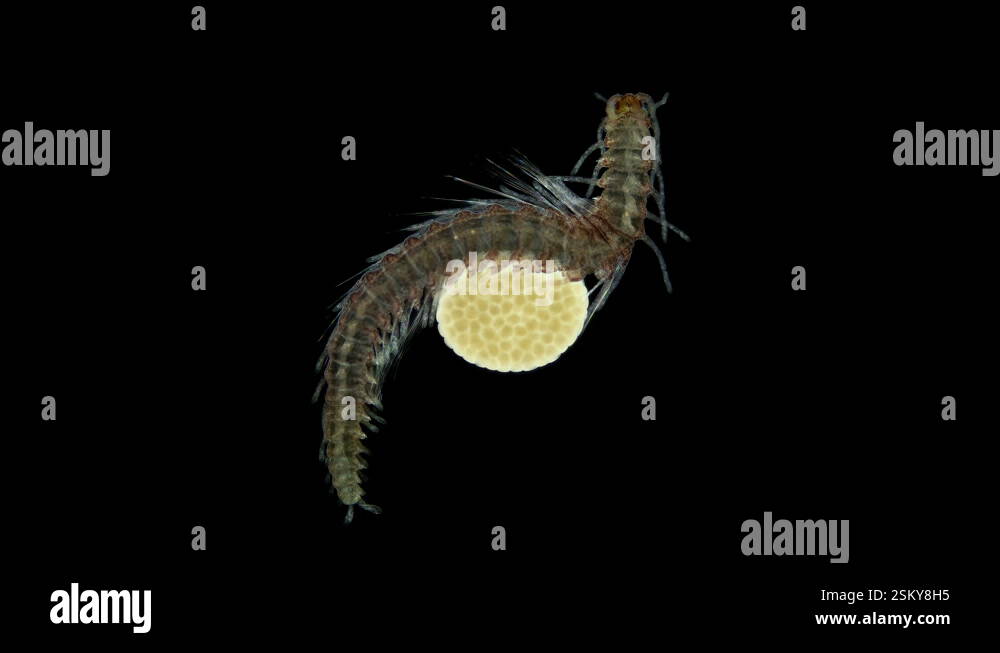 Female polychaete worm Myrianida prolifera under microscope, family ...