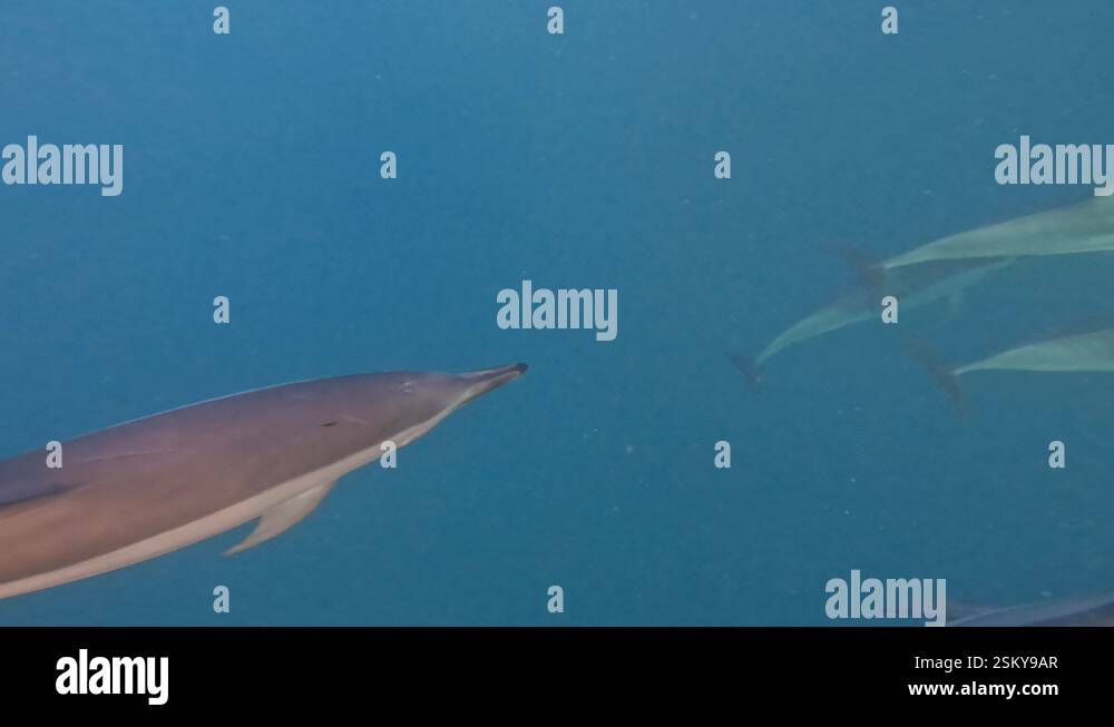 Dolphin diving deep down in the ocean to join the rest of the dolphin ...