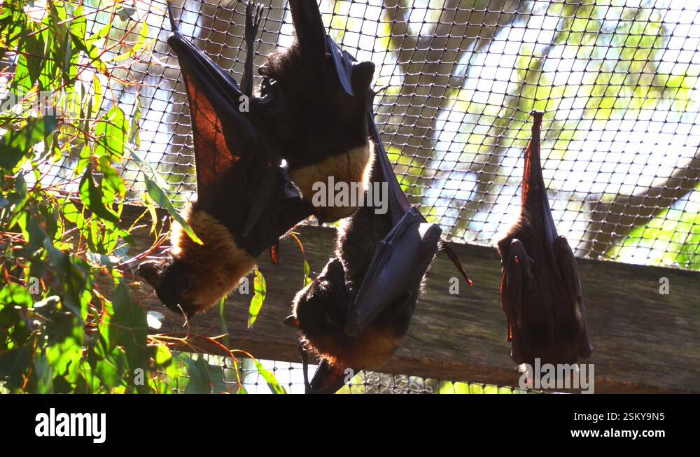 Native Australian bat, little red flying fox, pteropus scapulatus ...