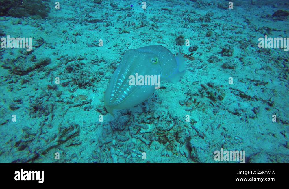 Mesmerizing cuttlefish swimming above the sandy ocean floor while ...