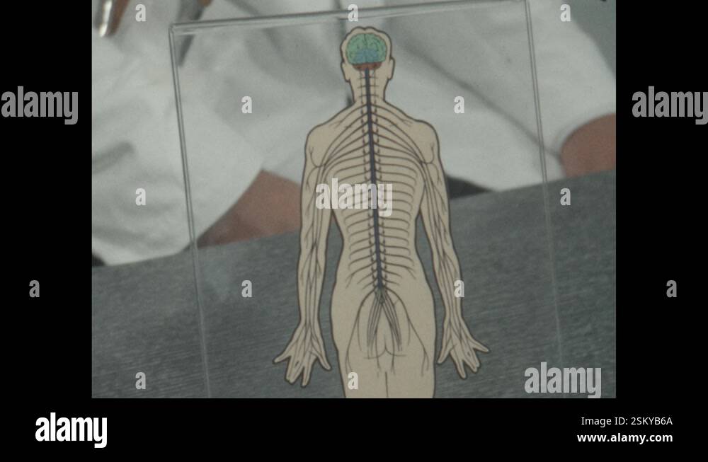 1960s: Acrylic model of human nervous system sits on desk in doctor's ...