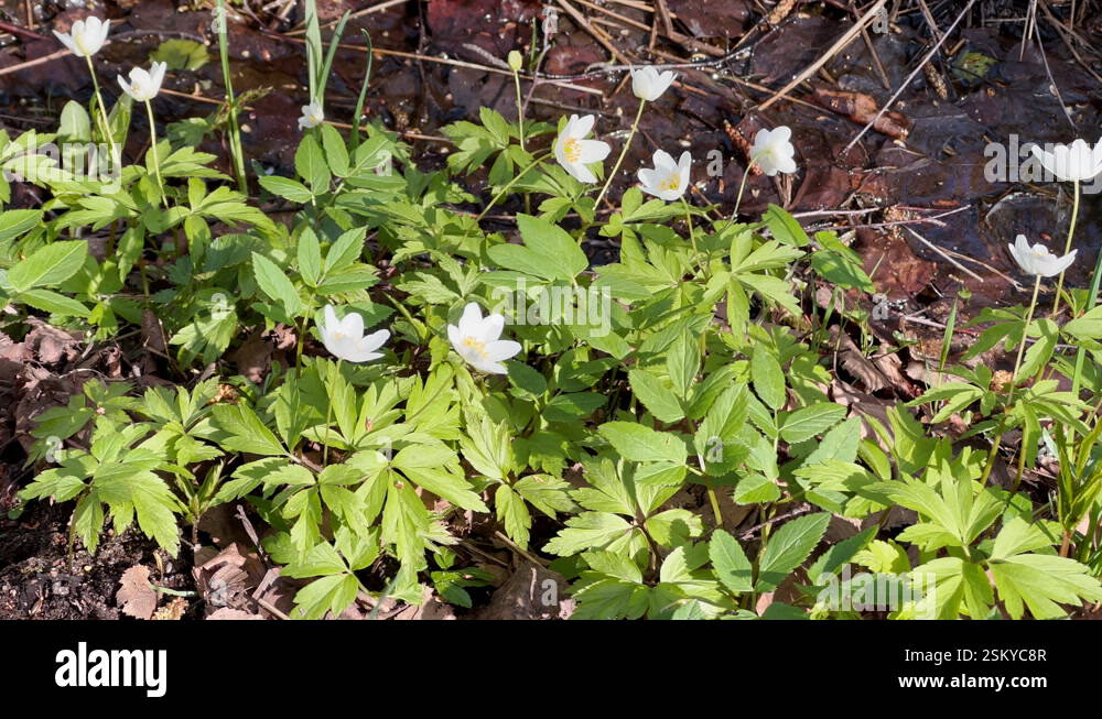 A close up view of white anemone flowers in the first days of spring in ...