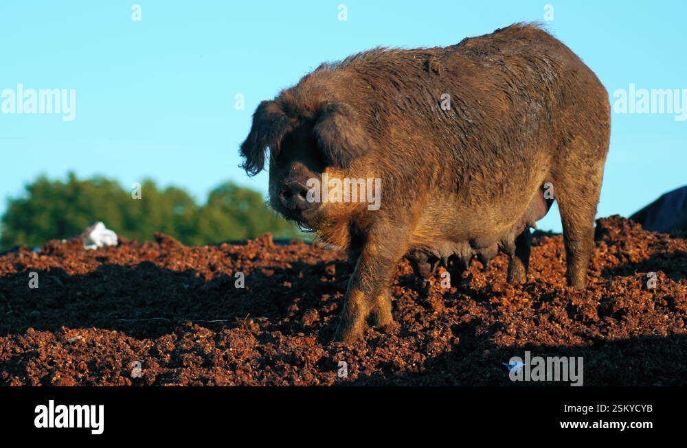 full shot of a hungarian mangalica pig. private pig farming Stock Video ...