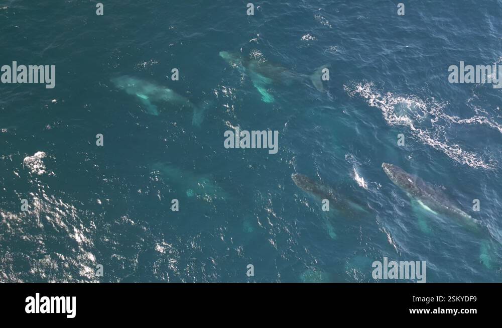 Pods of humpback whales swimming crossing the blue pacific ocean ...