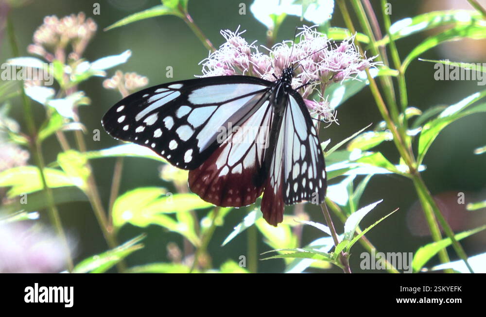 Parantica sita, the chestnut tiger butterfly feeding on nectar. Close ...
