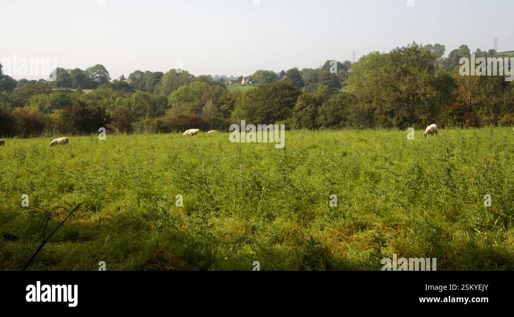 Field of sheep Stock Videos & Footage - HD and 4K Video Clips - Alamy