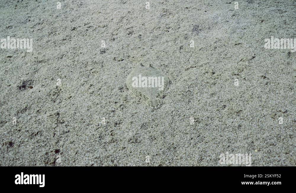 Slow motion, Flounder fish swim on sand seabed, Top view, Mediterranean ...