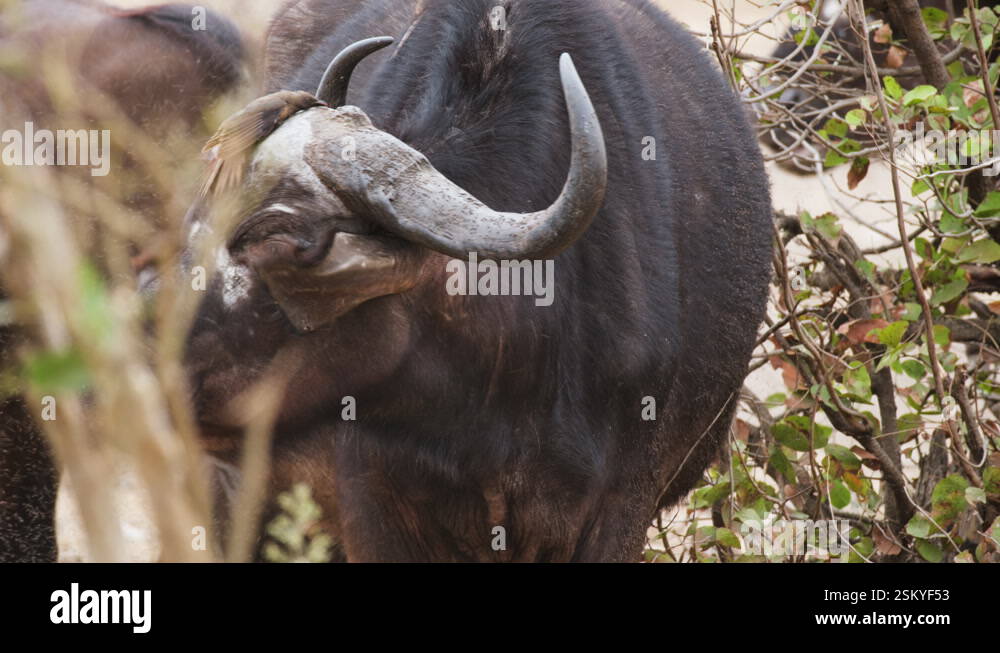 Bird Grooming African Buffalo's Nose And Head. Symbiotic Relationship ...