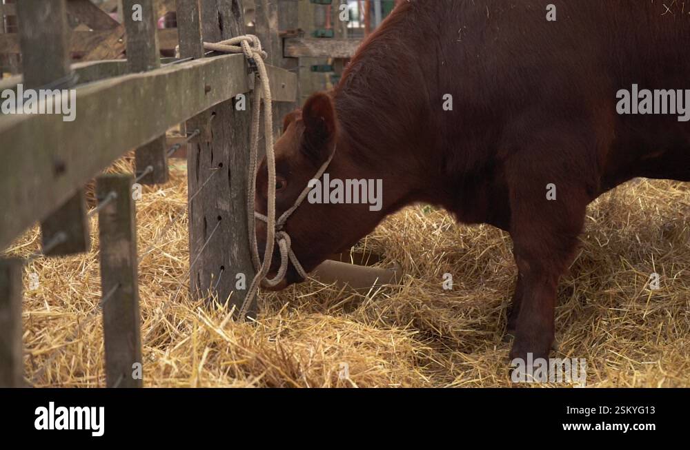 Livestock farming in Argentina. Angus cow eating grass in secure pen ...