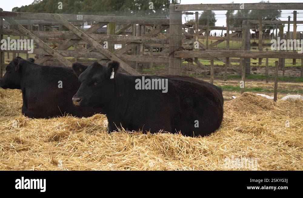 Aberdeen Angus cattle laying down on straw. Meat farming Argentina ...