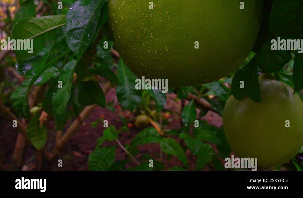 Slow tilt up reveal shot of the giant Miracle Fruit fruits also know as ...