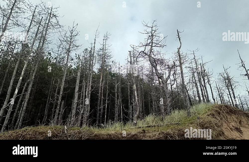 Newborough forest coastal erosion deterioration damage to woodland ...