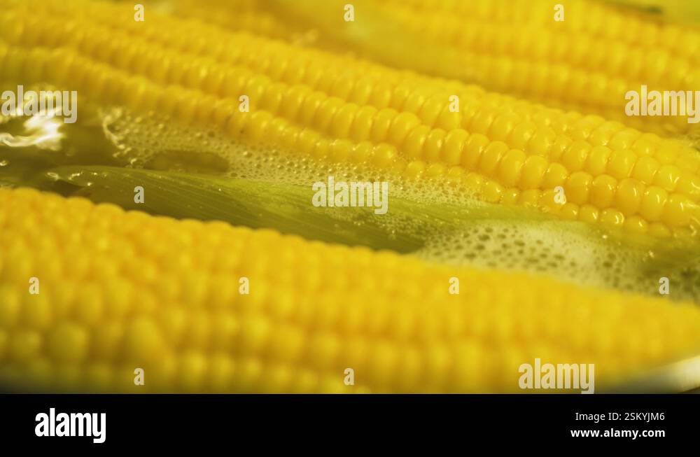 Sweet corn and ripe maize cooking in boiling water in pot at kitchen ...