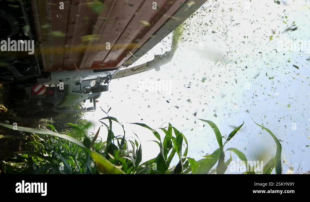vertical making corn silage. harvesting corn. silage crumbles on a corn ...