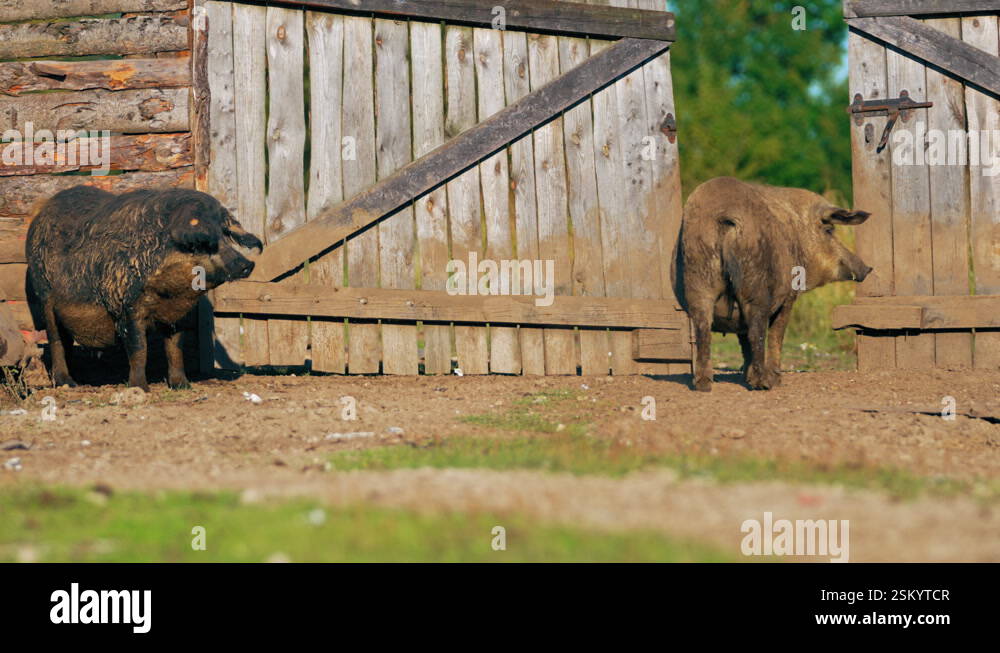 Mangalica pig on the farm, a rare breed that is kept on freerun ...