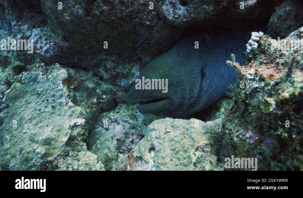 A disfigured giant moray eel poking its head out of a crevice Stock ...
