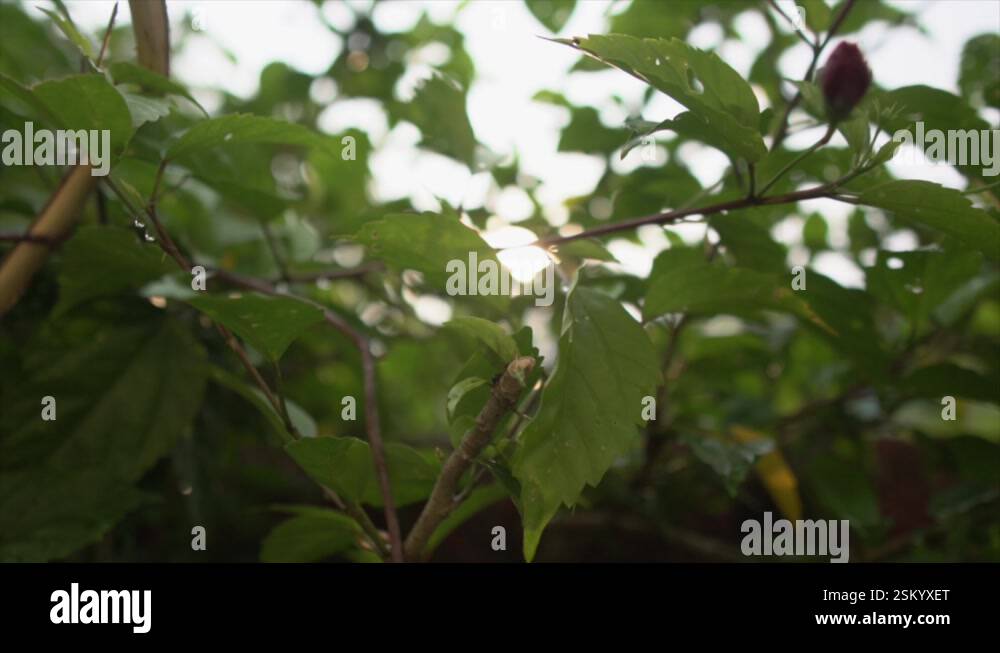 The camera executes a lateral move, capturing a mesmerizing shot of ...