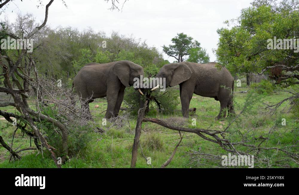 Two male elephants standing in dense bush eating Acacia Kruger, South ...