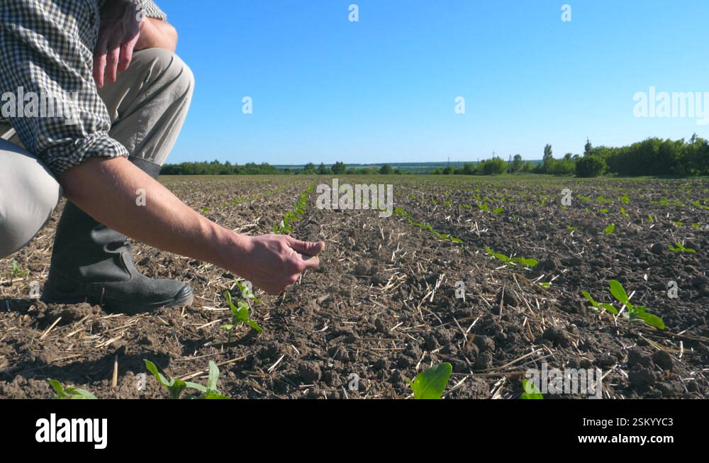 Farmer examining dry soil and dropping pile of ground on the field ...