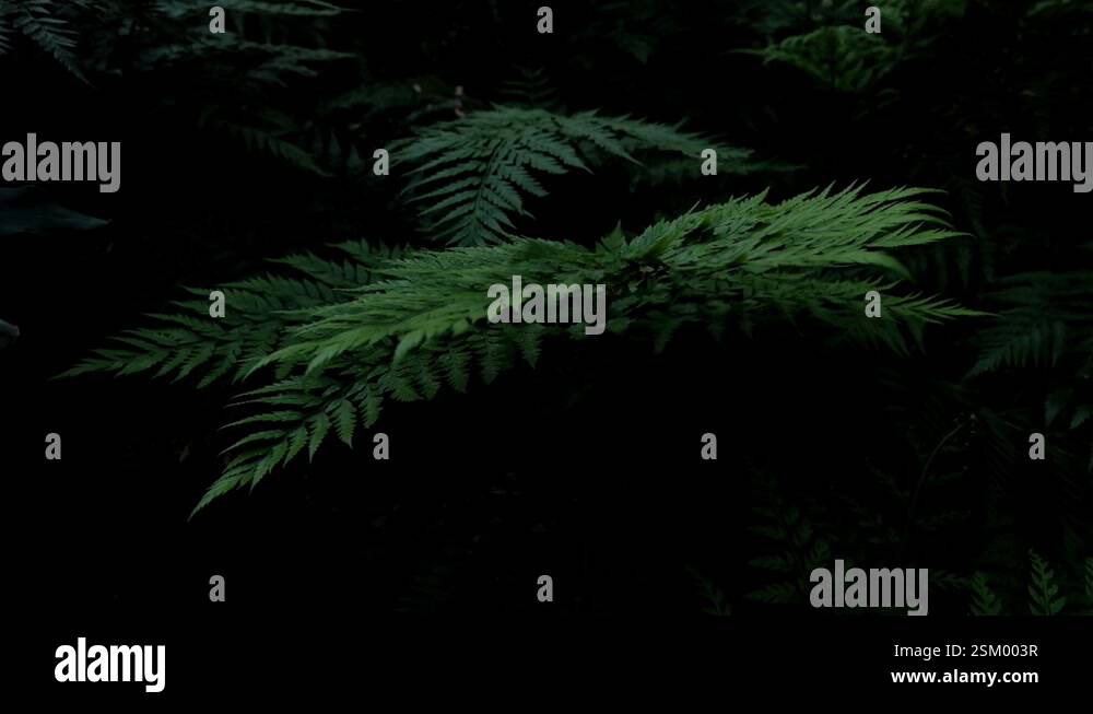 Beautiful deep green fern foliage in a dark jungle scene Stock Video ...