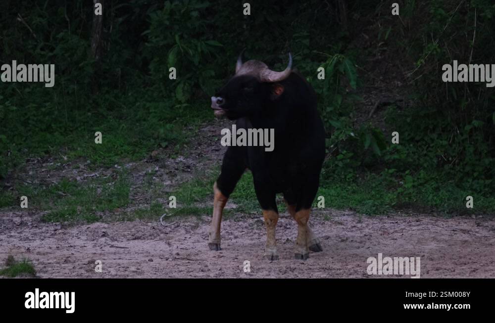 Gaur indian bison bos Stock Videos & Footage - HD and 4K Video Clips ...