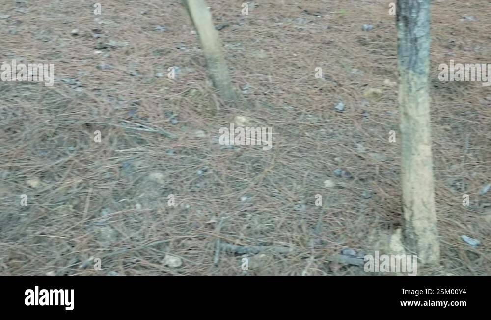 Trees That Hogs Have Used To Remove Excess Mud After They Have Wallowed ...