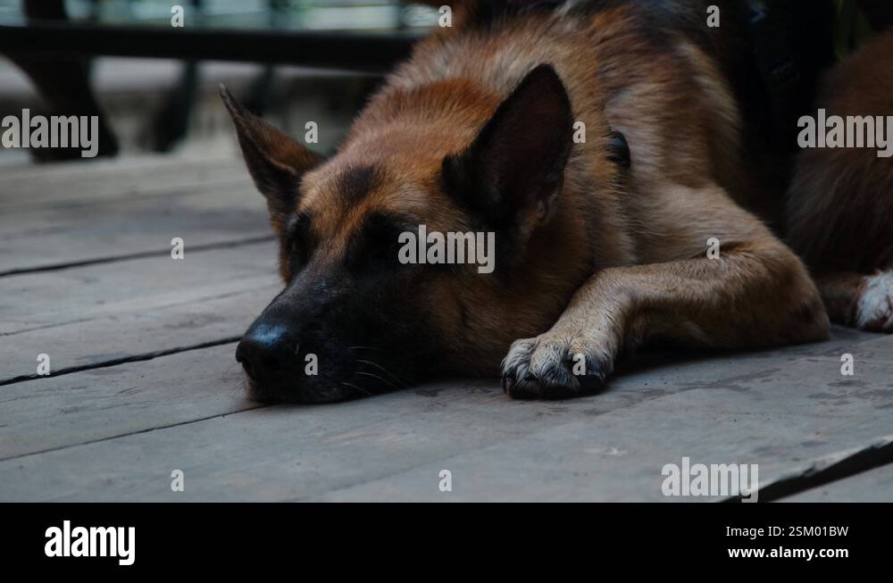 A German Shepherd lies resting while walking around the city Stock ...