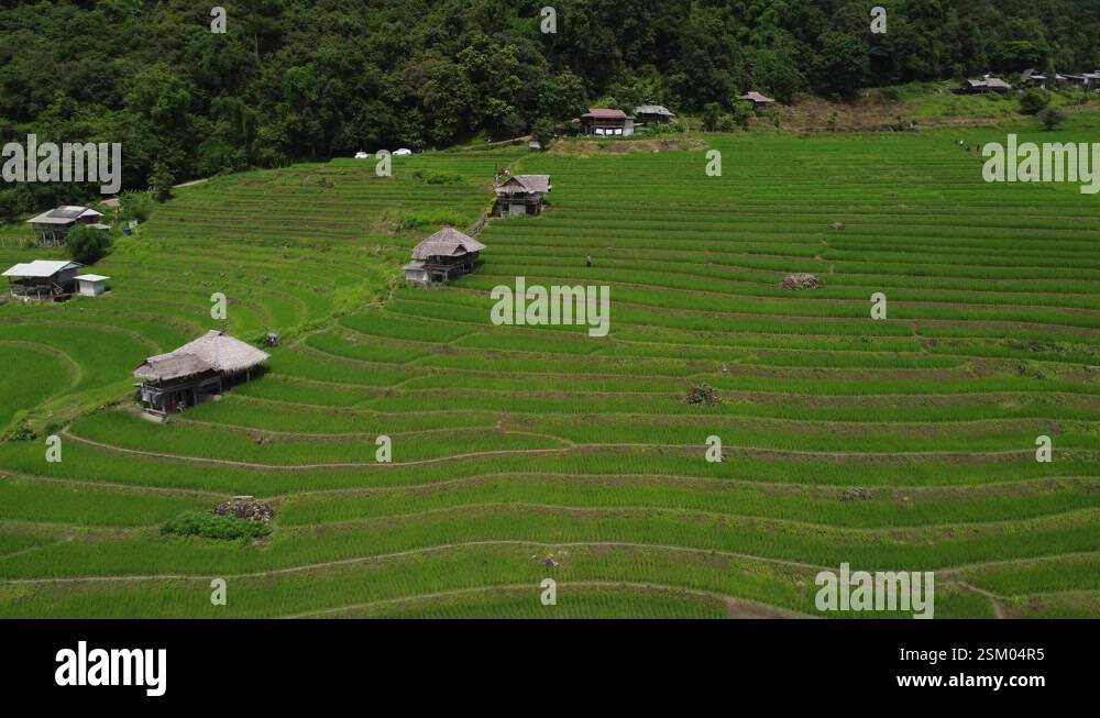 Terraced rice farmland, buildings and forest of trees at Pa Pong Piang ...