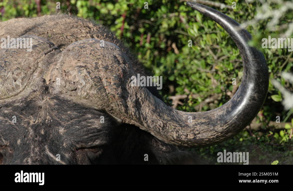 African buffalo horn Stock Videos & Footage - HD and 4K Video Clips - Alamy
