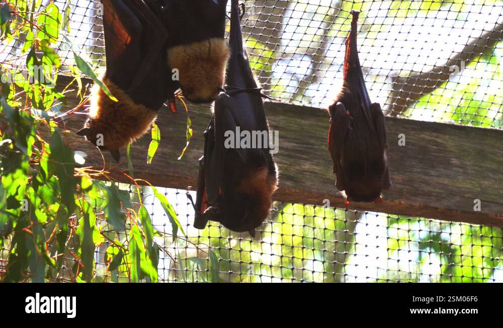 Close up shot of native Australian bat species, little red flying fox ...