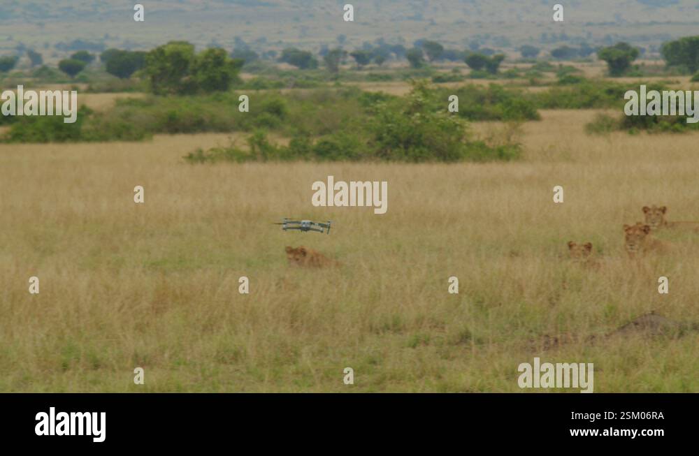 Drone view flying at low altitude over lions lying and hiding in tall ...