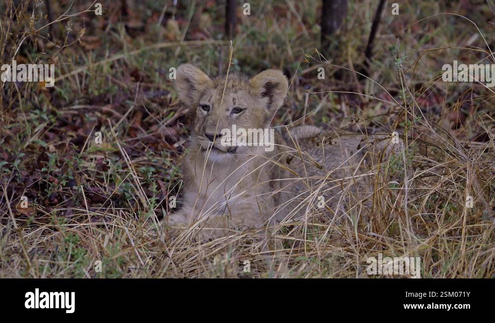 Baby lion cub laying in grass in South Africa, hiding from the rain. It ...