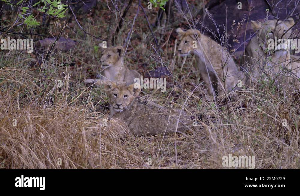 Several baby lion cubs and mother lioness laying in grass in South ...