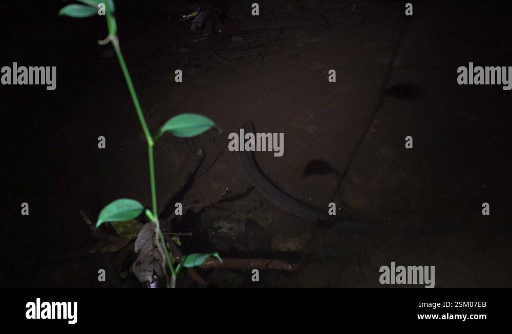 Eel hunting Stock Videos & Footage - HD and 4K Video Clips - Alamy