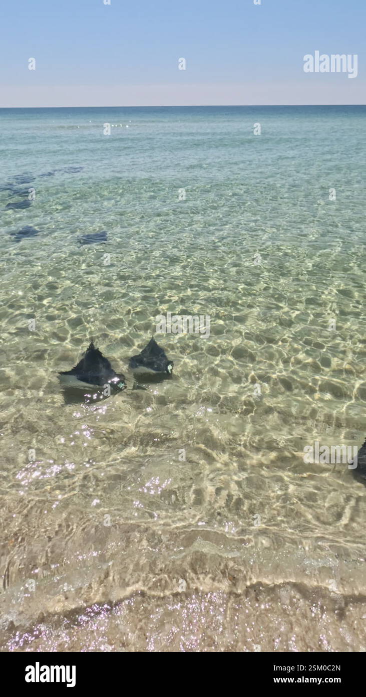 Mobula Devil Rays Vertical UGC Video at Pensacola Beach, Florida Stock ...
