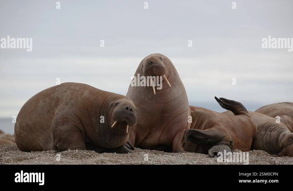 Close up of Walruses one is scratching his neck with his flippers, the ...
