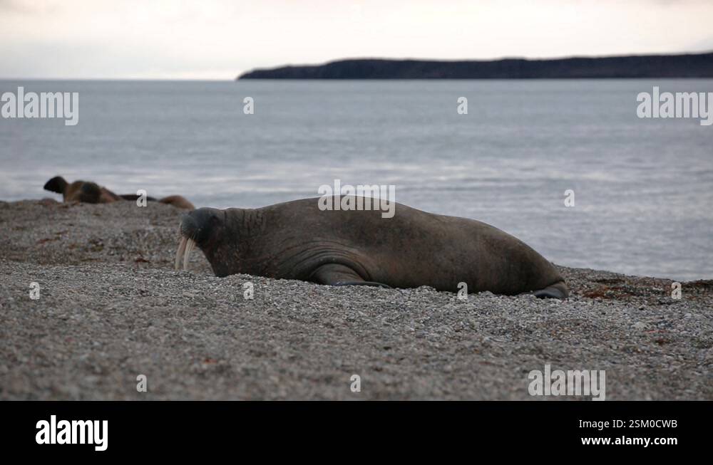 Walrus wobbling his way from the water to the beach while looking ...